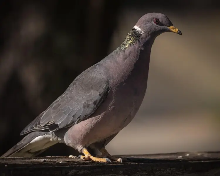 Band-tailed pigeon - Facts, Diet, Habitat & Pictures on Animalia.bio