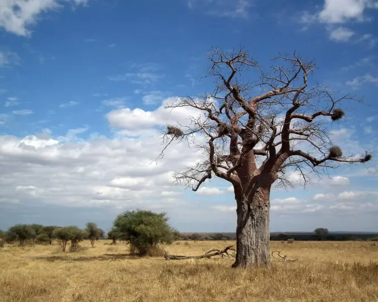 Red-billed buffalo weaver - Facts, Diet, Habitat & Pictures on Animalia.bio