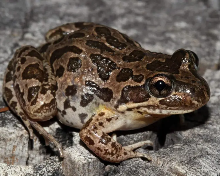 Long-thumbed frog - Facts, Diet, Habitat & Pictures on Animalia.bio