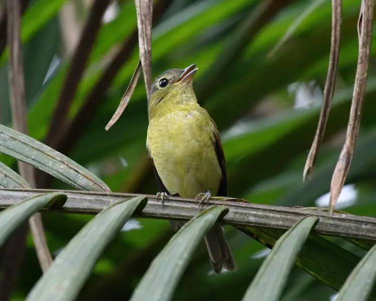 Barred becard - Facts, Diet, Habitat & Pictures on Animalia.bio