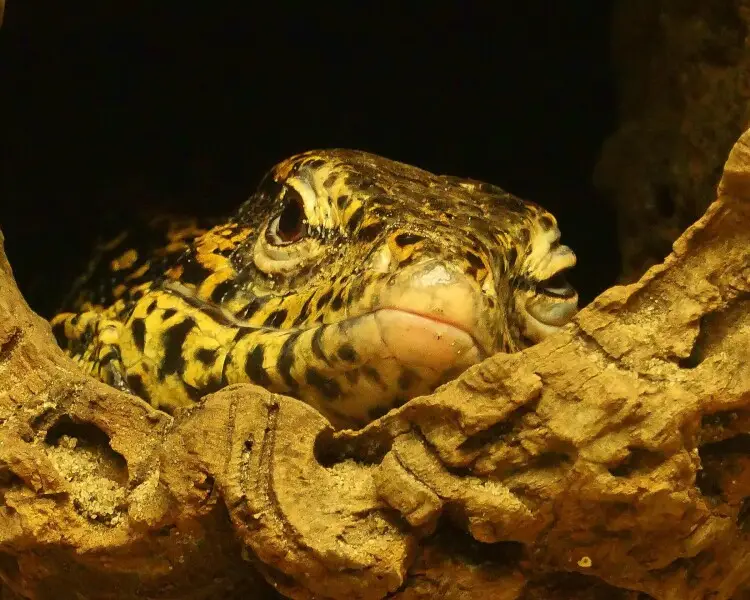 Gold tegu - Facts, Diet, Habitat & Pictures on Animalia.bio