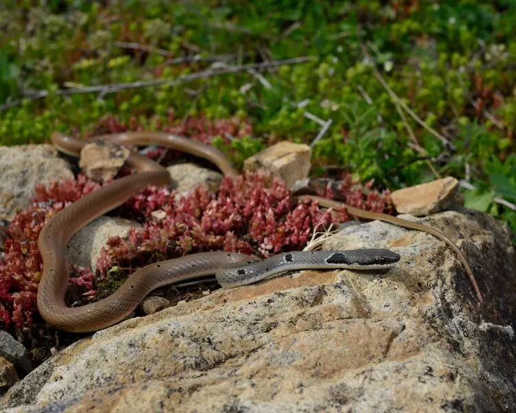Platyceps collaris - факти, дієта, ареал і фотографії на Animalia.bio