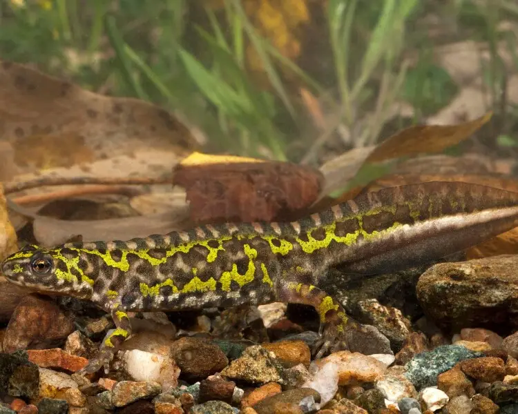 Triturus pygmaeus - факти, дієта, ареал і фотографії на Animalia.bio