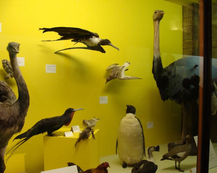 Atlantic petrel - Facts, Diet, Habitat & Pictures on Animalia.bio