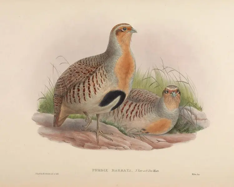 Daurian partridge - Facts, Diet, Habitat & Pictures on Animalia.bio