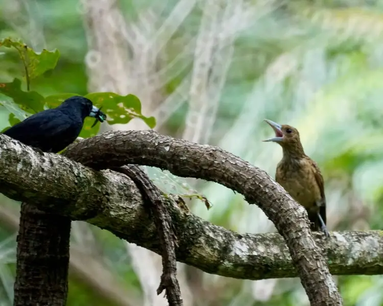 Black butcherbird - Facts, Diet, Habitat & Pictures on Animalia.bio