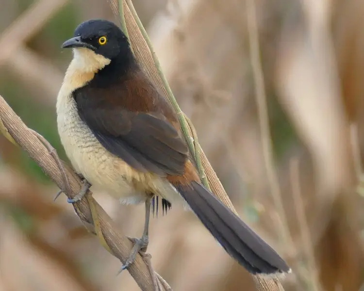 Scricciolo mimo - Fatti, dieta, habitat e immagini su Animalia.bio