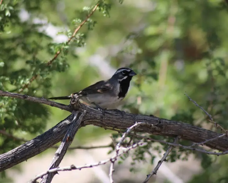 Black-throated sparrow - Facts, Diet, Habitat & Pictures on Animalia.bio