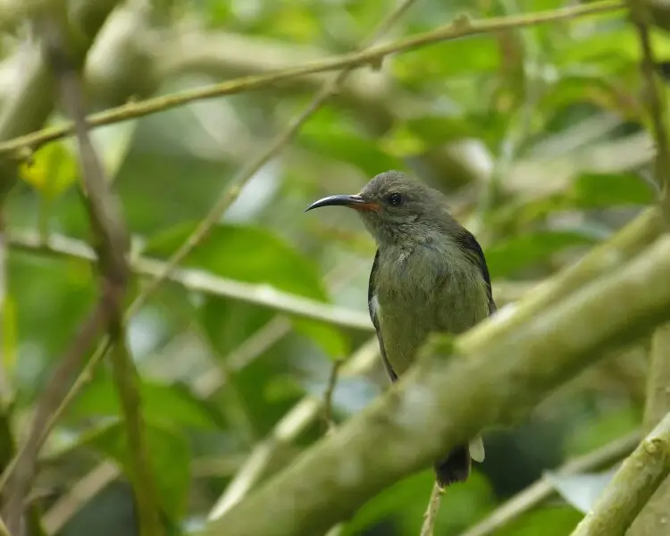 Black-throated sunbird - Facts, Diet, Habitat & Pictures on Animalia.bio