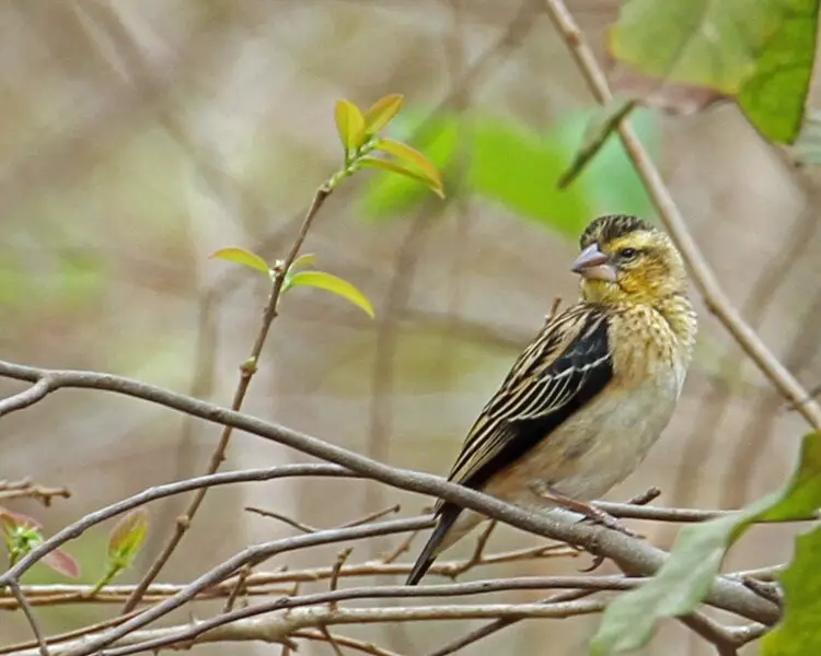 Black-winged red bishop - Facts, Diet, Habitat & Pictures on Animalia.bio