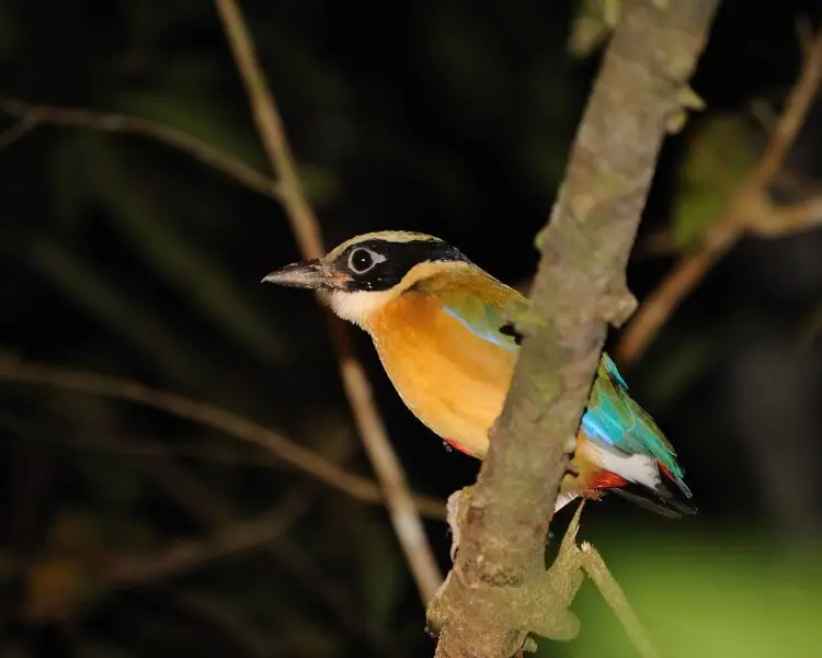 Blue-winged pitta - Facts, Diet, Habitat & Pictures on Animalia.bio