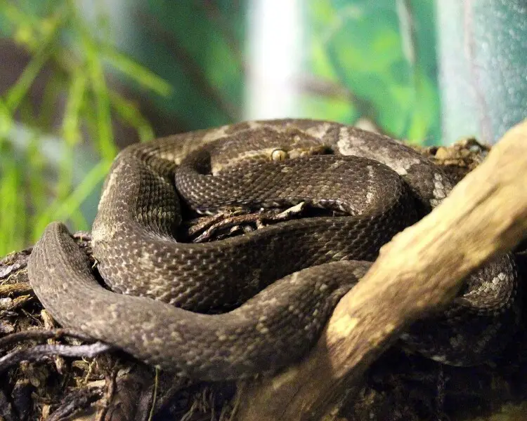 Bothrops alcatraz - Facts, Diet, Habitat & Pictures on Animalia.bio