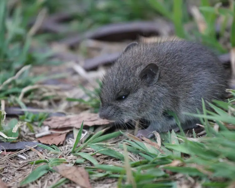 Broad-toothed mouse - Facts, Diet, Habitat & Pictures on Animalia.bio