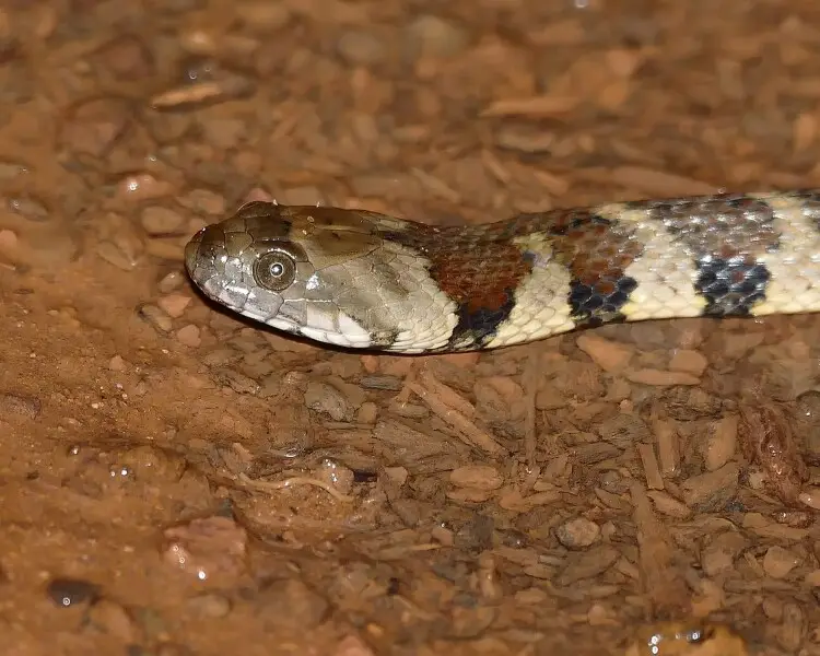 Helicops angulatus - Facts, Diet, Habitat & Pictures on Animalia.bio