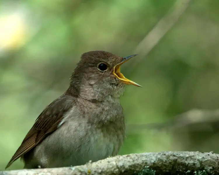 Thrush nightingale - Facts, Diet, Habitat & Pictures on Animalia.bio