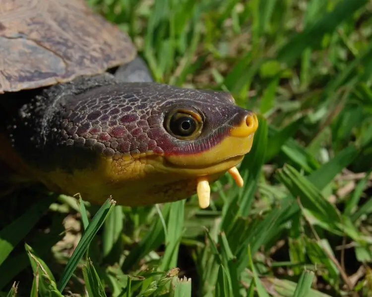Hoge's side-necked turtle - Facts, Diet, Habitat & Pictures on Animalia.bio