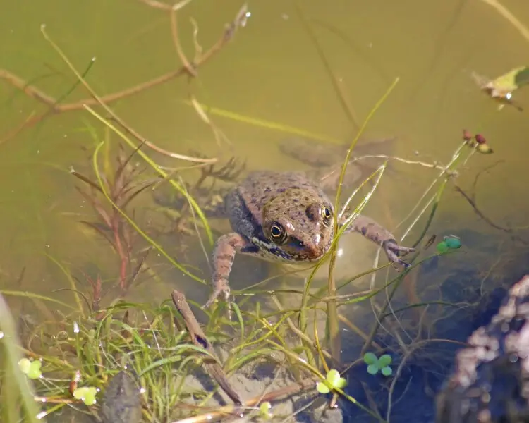California red-legged frog - Facts, Diet, Habitat & Pictures on ...