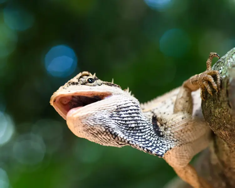 Calotes emma - Facts, Diet, Habitat & Pictures on Animalia.bio