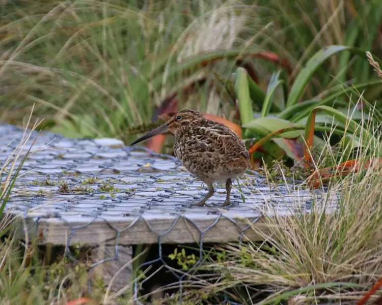 Subantarctic snipe - Facts, Diet, Habitat & Pictures on Animalia.bio