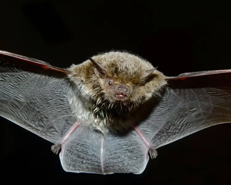 Cape serotine - Facts, Diet, Habitat & Pictures on Animalia.bio