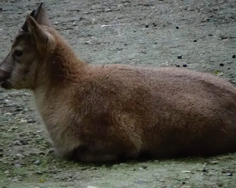 West Caucasian tur - Facts, Diet, Habitat & Pictures on Animalia.bio