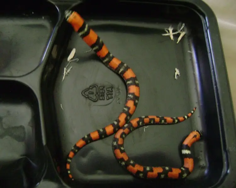 Xenodon pulcher - Facts, Diet, Habitat & Pictures on Animalia.bio