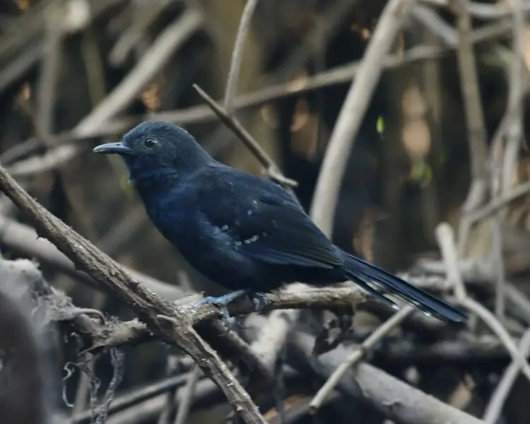 Mato Grosso antbird - Facts, Diet, Habitat & Pictures on Animalia.bio