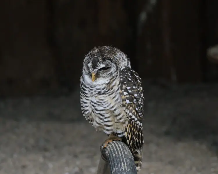 Chaco owl - Facts, Diet, Habitat & Pictures on Animalia.bio