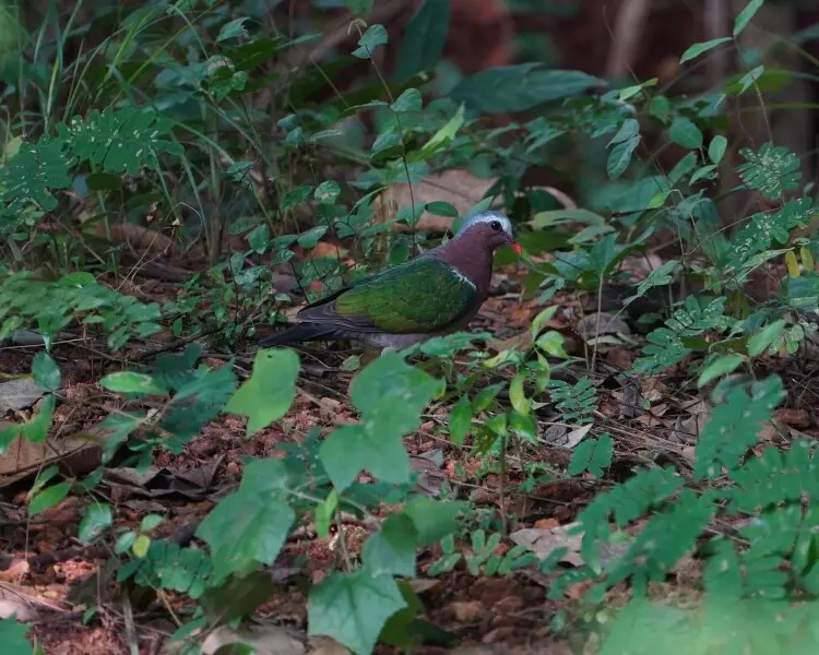 Common emerald dove - Facts, Diet, Habitat & Pictures on Animalia.bio