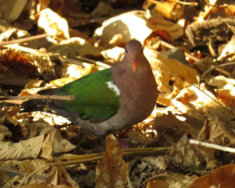 Pacific emerald dove - Facts, Diet, Habitat & Pictures on Animalia.bio