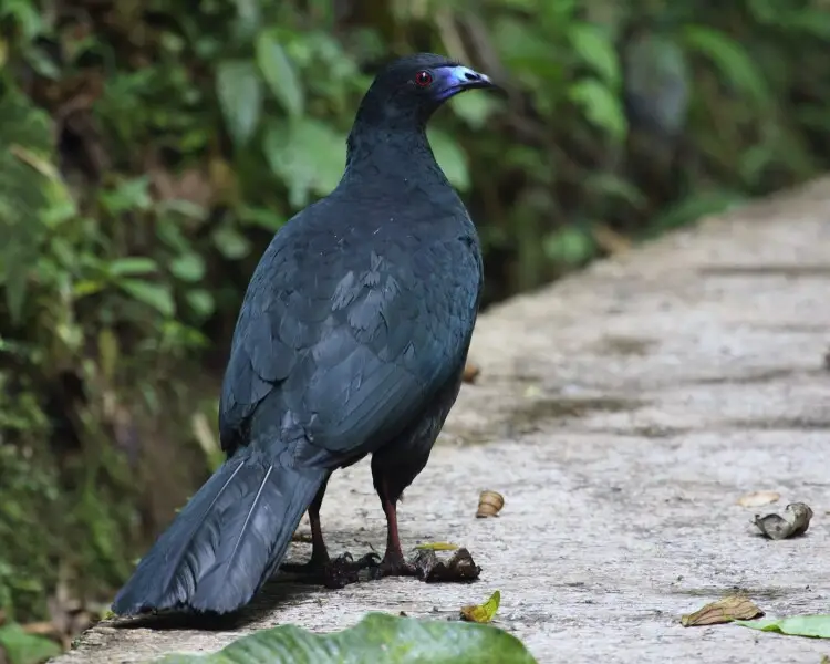 Black guan - Facts, Diet, Habitat & Pictures on Animalia.bio