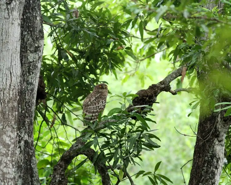 Brown fish owl - Facts, Diet, Habitat & Pictures on Animalia.bio