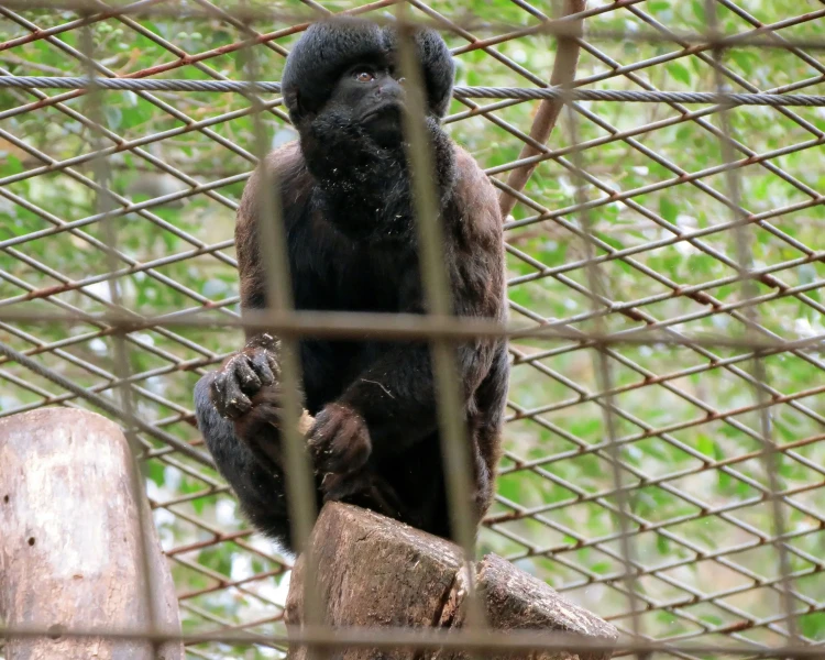 Chiropotes utahickae - Fatti, dieta, habitat e immagini su Animalia.bio