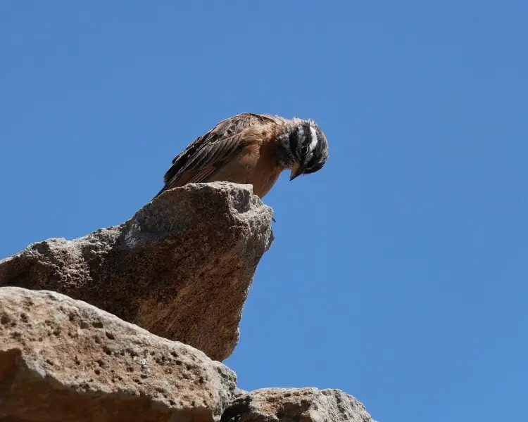 Cinnamon-breasted bunting - Facts, Diet, Habitat & Pictures on Animalia.bio