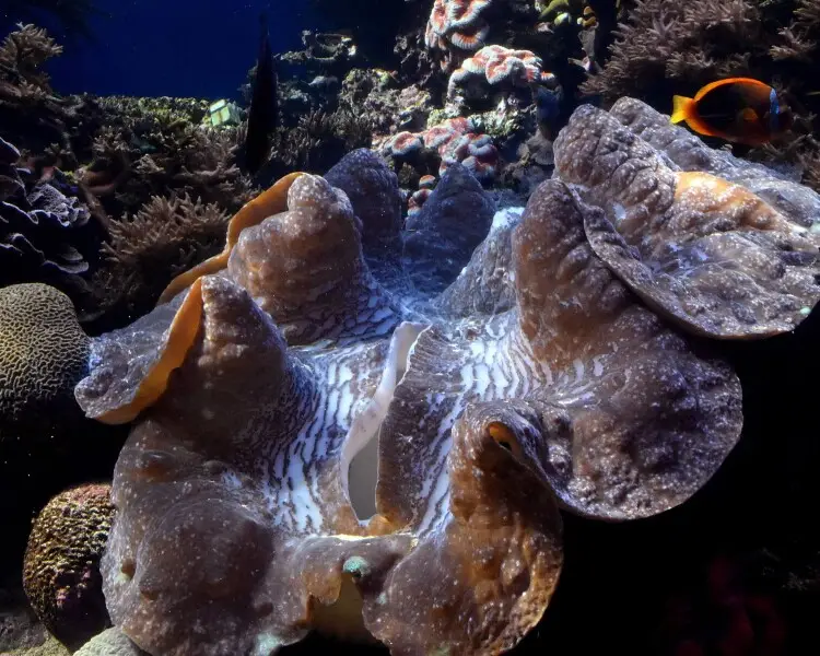 Giant clam - Facts, Diet, Habitat & Pictures on Animalia.bio