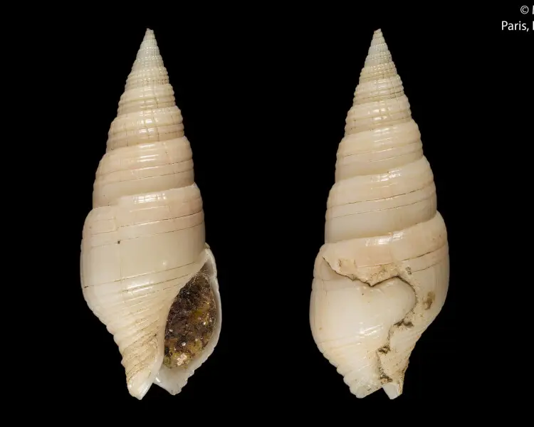 Clavatula milleti - Facts, Diet, Habitat & Pictures on Animalia.bio