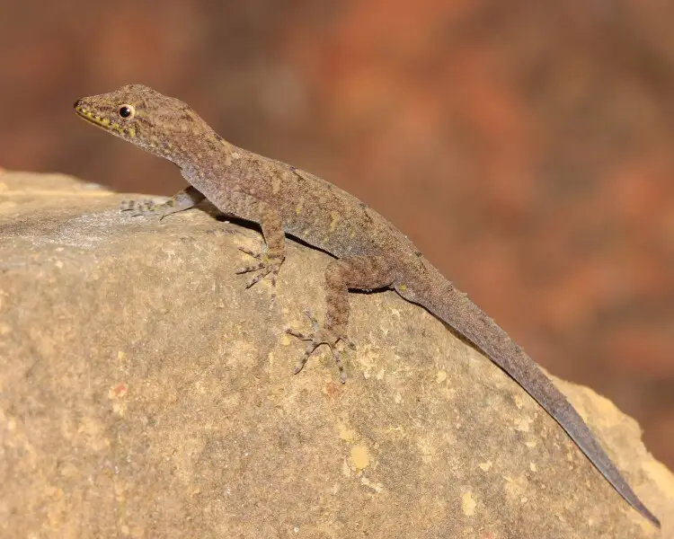 Limaye's day gecko - Facts, Diet, Habitat & Pictures on Animalia.bio