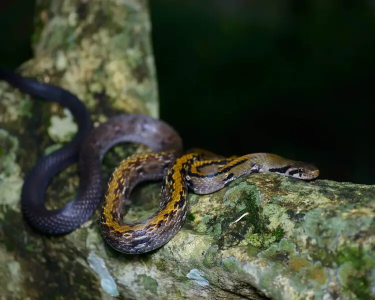 Coelognathus flavolineatus - Facts, Diet, Habitat & Pictures on Animalia.bio