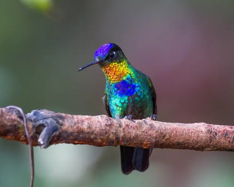 Fiery-throated hummingbird - Facts, Diet, Habitat & Pictures on ...
