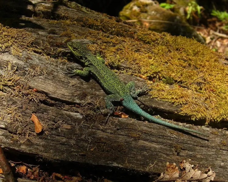 Liolaemus tenuis - факти, дієта, ареал і фотографії на Animalia.bio
