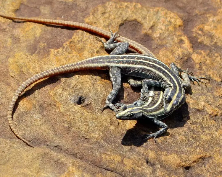Common flat lizard - Facts, Diet, Habitat & Pictures on Animalia.bio