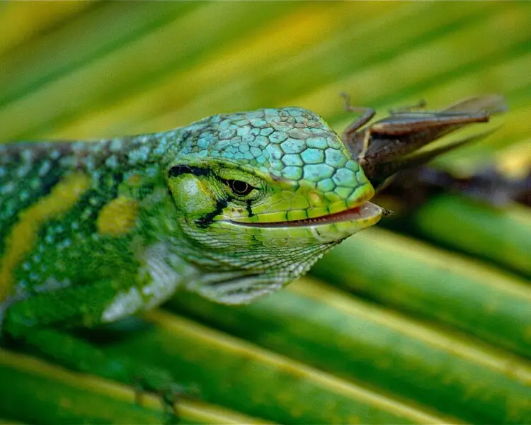 Polychrus marmoratus - Facts, Diet, Habitat & Pictures on Animalia.bio