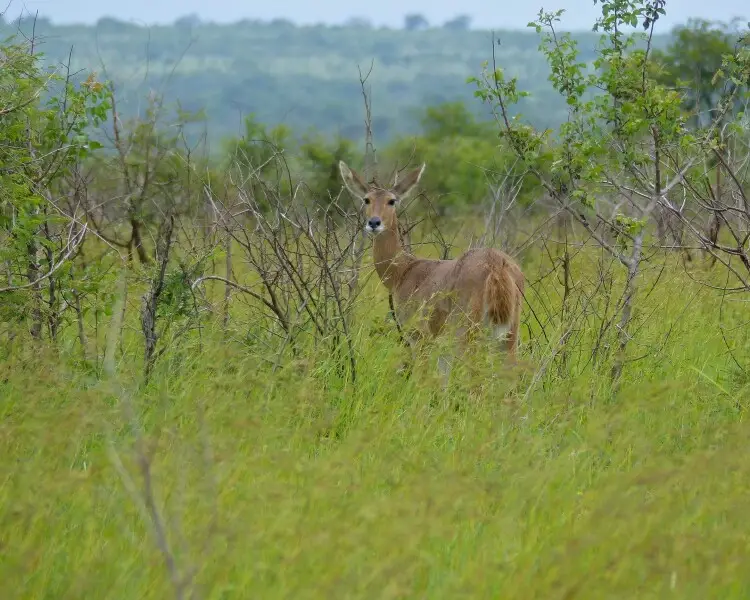 Southern reedbuck - Facts, Diet, Habitat & Pictures on Animalia.bio