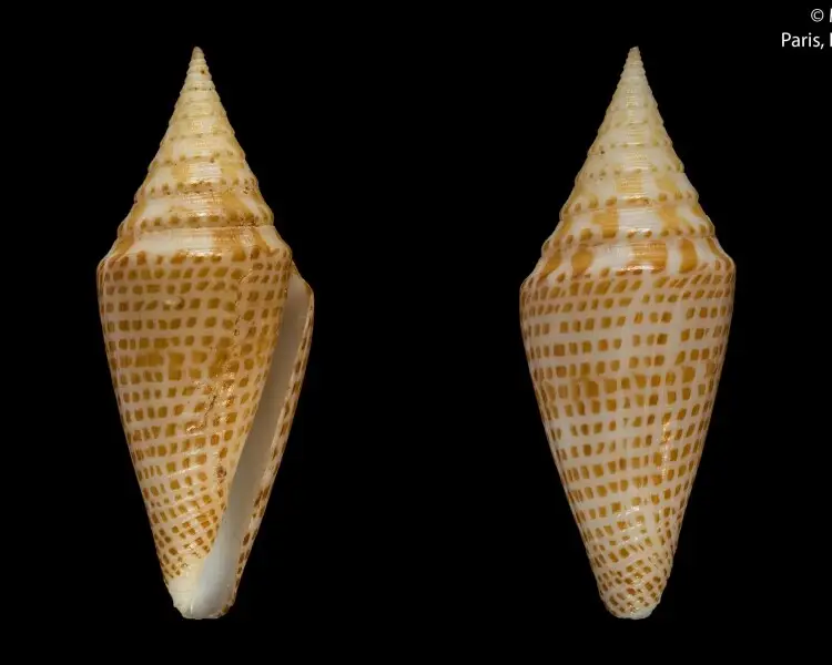 Conus aequiquadratus - факти, дієта, ареал і фотографії на Animalia.bio