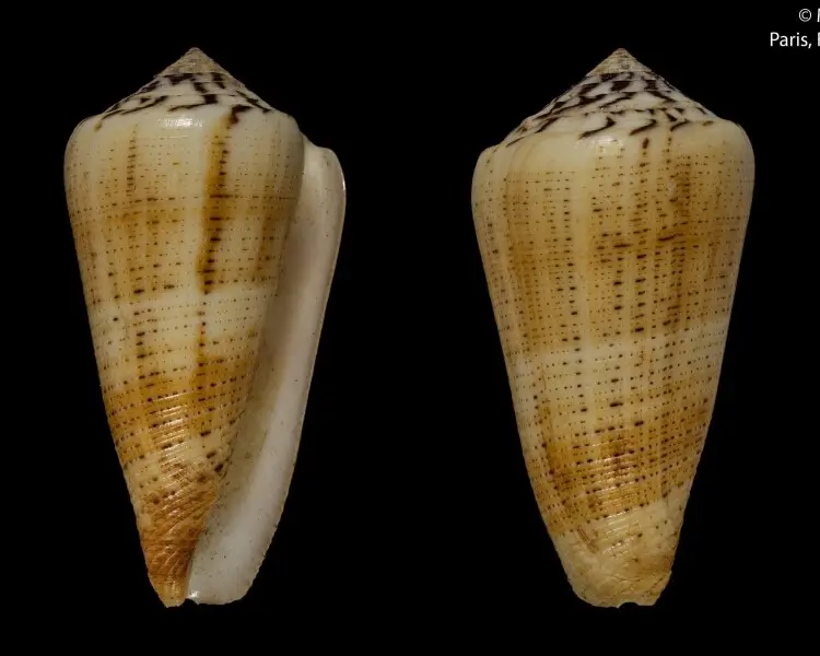 Conus alexisallaryi - факти, дієта, ареал і фотографії на Animalia.bio