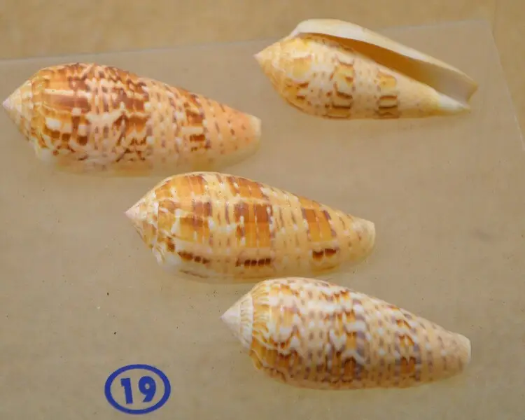 Conus dusaveli - Facts, Diet, Habitat & Pictures on Animalia.bio