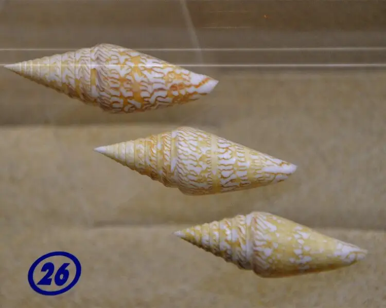 Conus excelsus - Facts, Diet, Habitat & Pictures on Animalia.bio