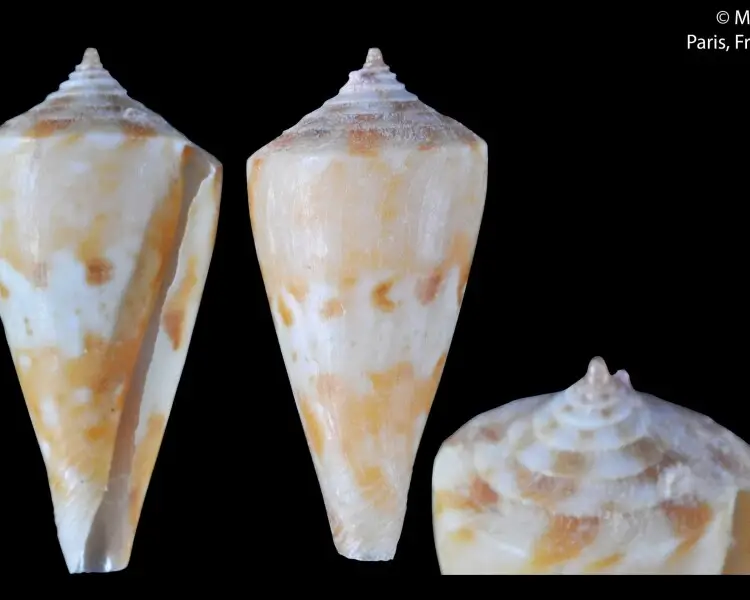 Conus glicksteini - Facts, Diet, Habitat & Pictures on Animalia.bio