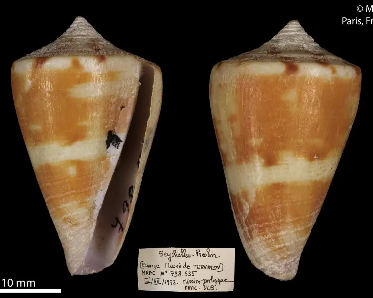 Conus lischkeanus - факти, дієта, ареал і фотографії на Animalia.bio