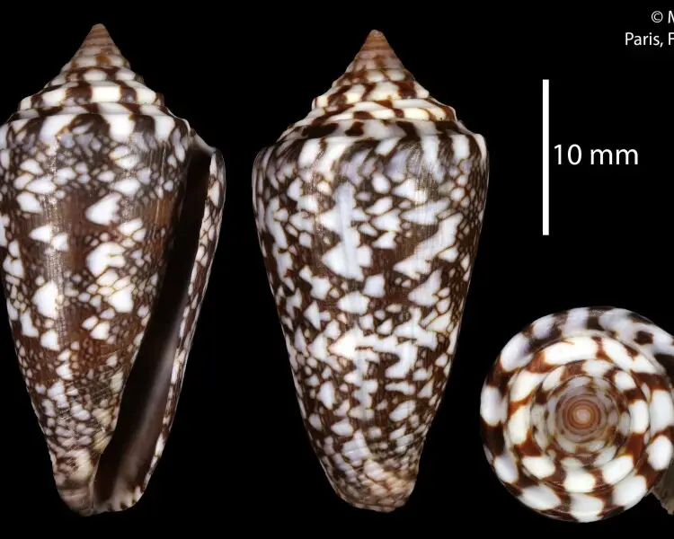 Conus locumtenens - факти, дієта, ареал і фотографії на Animalia.bio